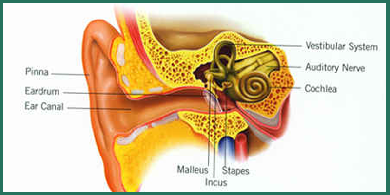 Asian Speech And Hearing Clinic